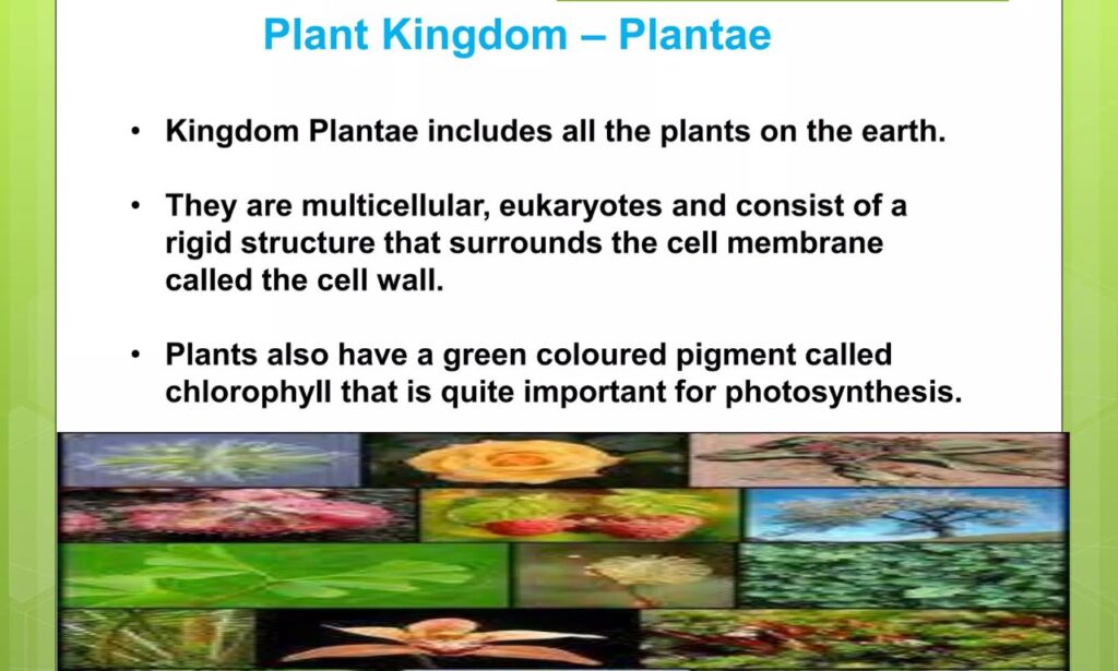 What Is Plantae? Understanding the Plant Kingdom